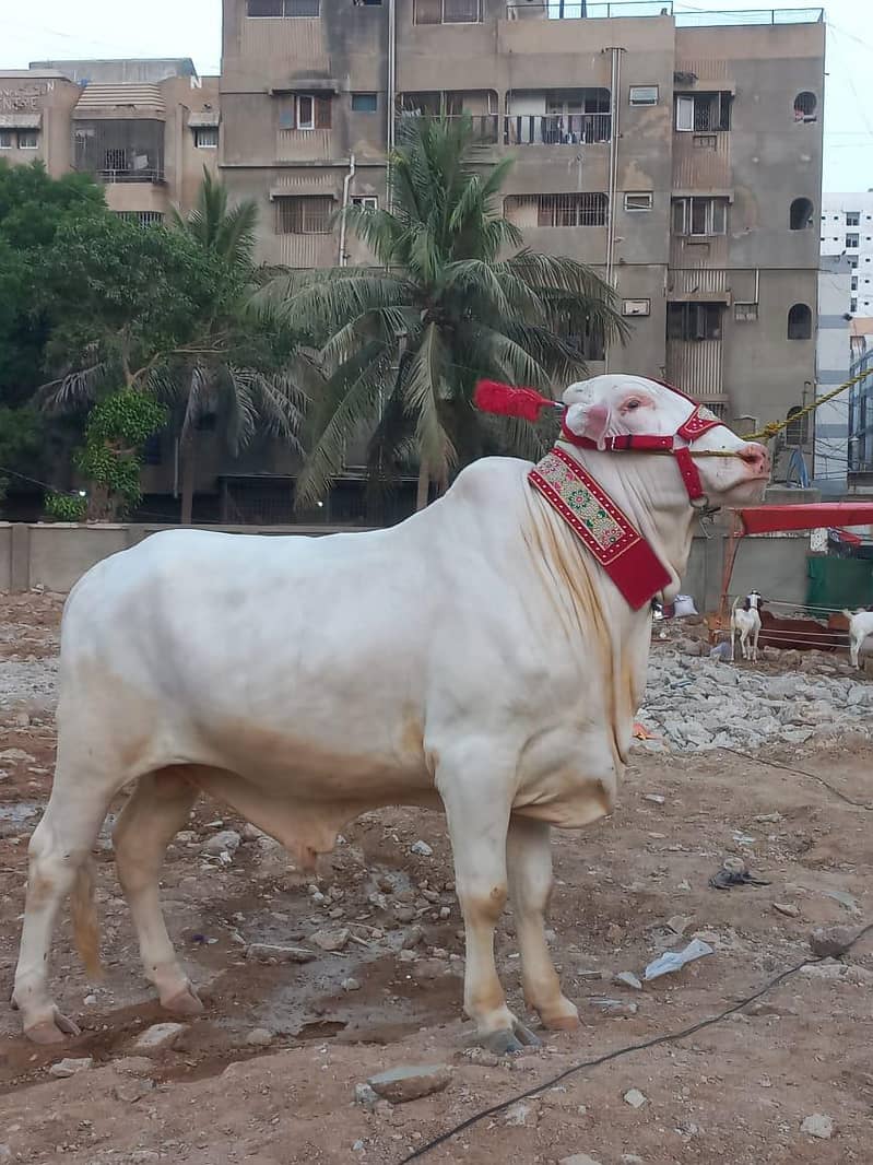 Pure Nukra for qurbani 2025 - Cows - 1101981413