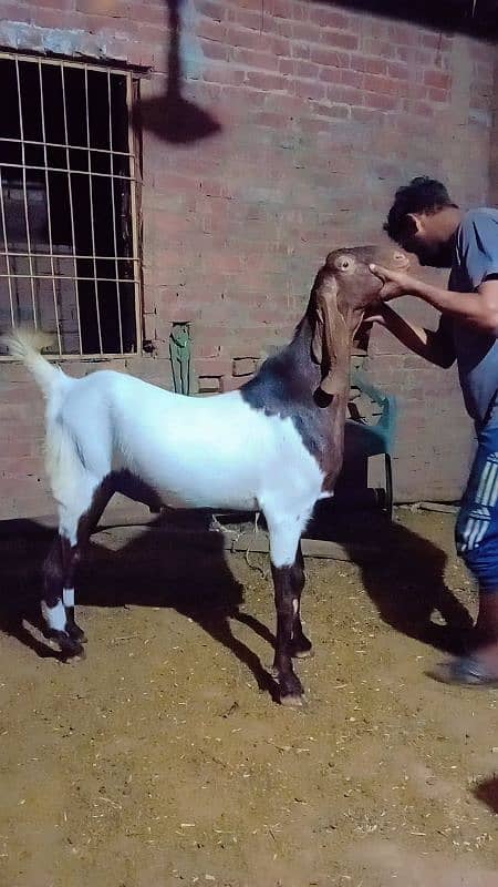Qurbani k lia Bakra. . . . . - Goats - 1101983397