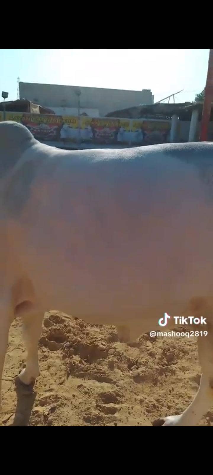 bachra 2 daant - Cows - 1101936447