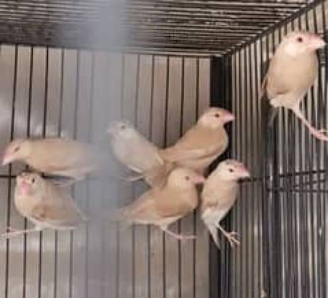 Fawn java chick's_ Phatay Available - Finches - 1102060474