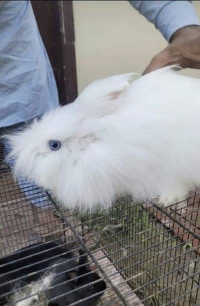 rabbitt - Rabbits - 1102098394