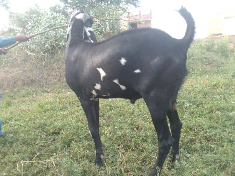 Desi Bakra for Qurbani in Lahore - Goats - 1102099311