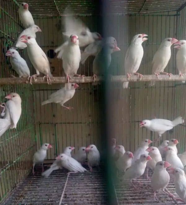 Silver & Opal java - Finches - 1102130357