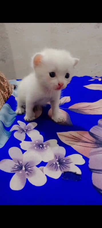 Persian kitten ND cat black - Cats - 1101966179