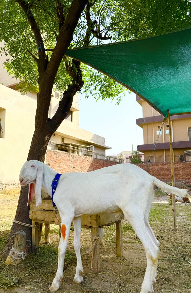 Rajan Pure Bakra For Sale - Goats - 1102231318