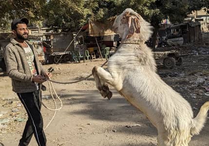 Top Quality point Ando bakra goats breeder Qurbani - Goats - 1102263199