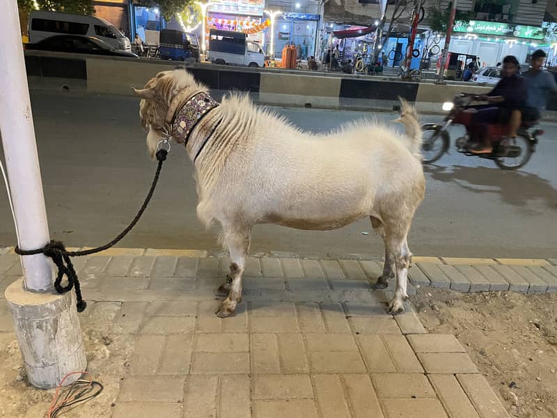 Tedda Breeder 6 dant - Goats - 1102264001