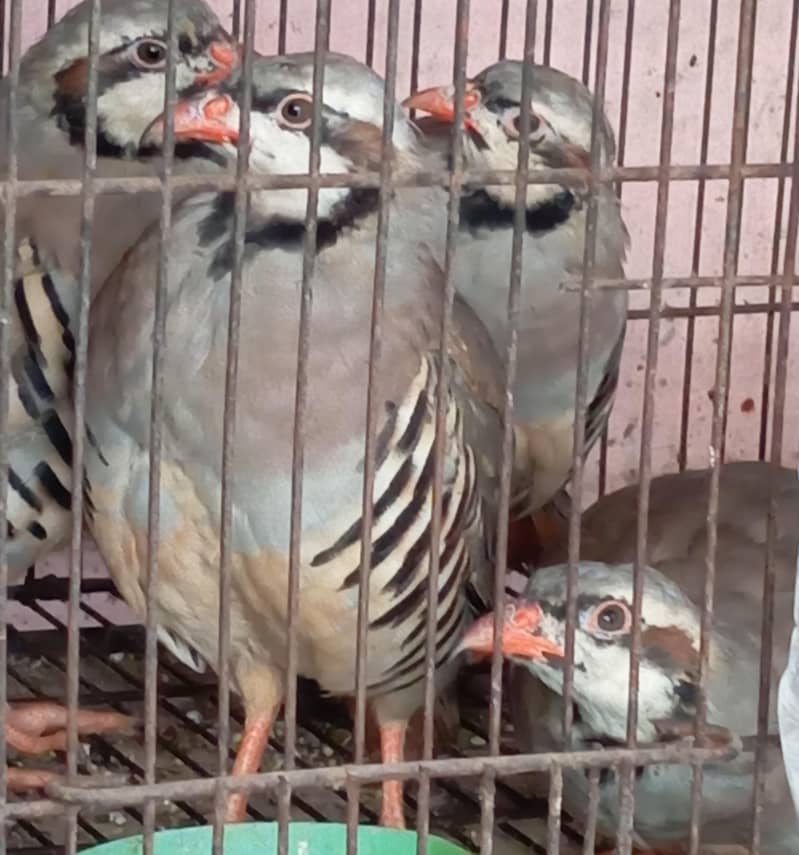 chakor breeder- chicks - Other Birds - 1102282964