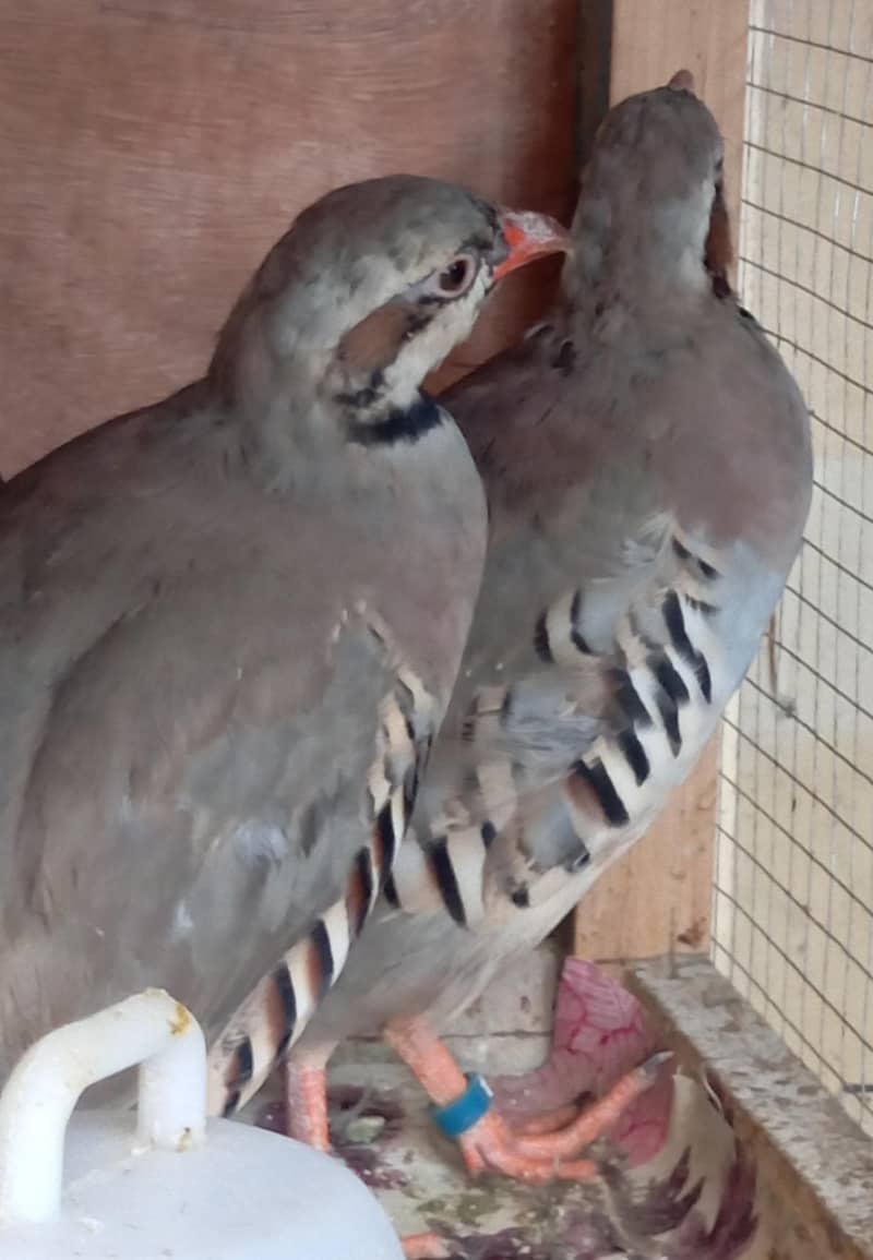 chakor breeder- chicks - Other Birds - 1102282964