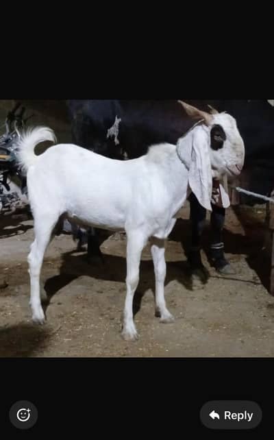 Ando bakra 55000 - Goats - 1102335563