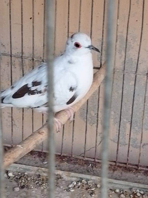 Diamond pied dove female - Pigeons - 1102338630