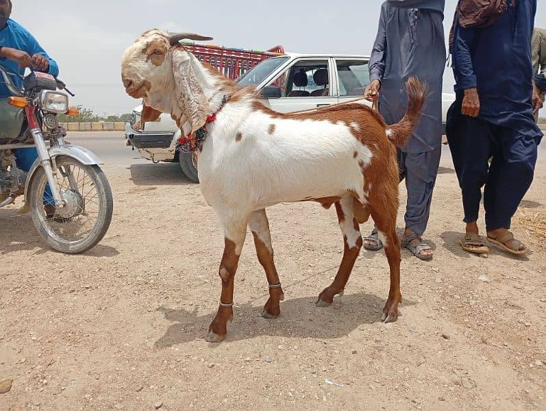 Ando bakre - Goats - 1102344730