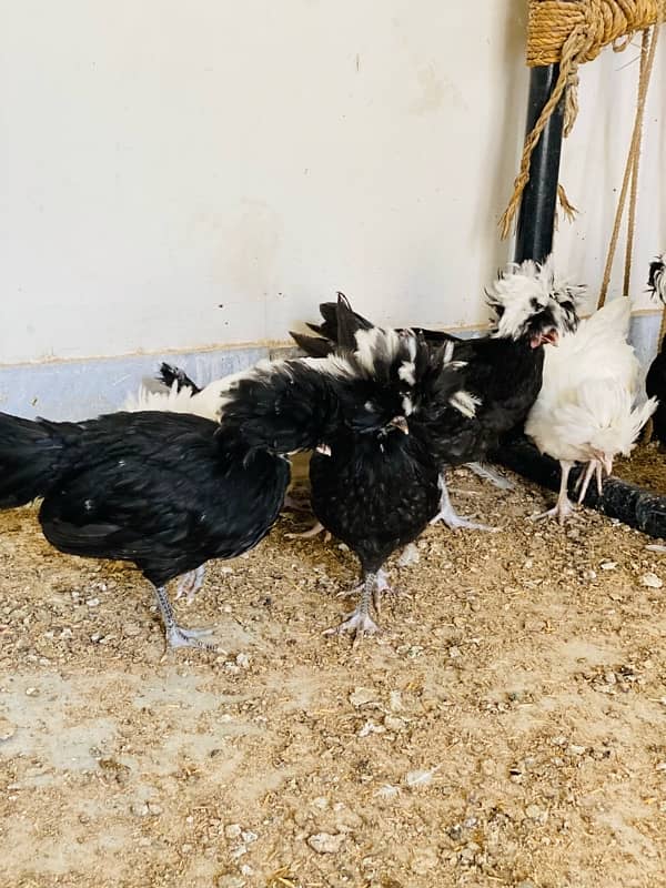Polish and White Heavy Buff Chicks A++ Quality | Black Polish | - Hens ...