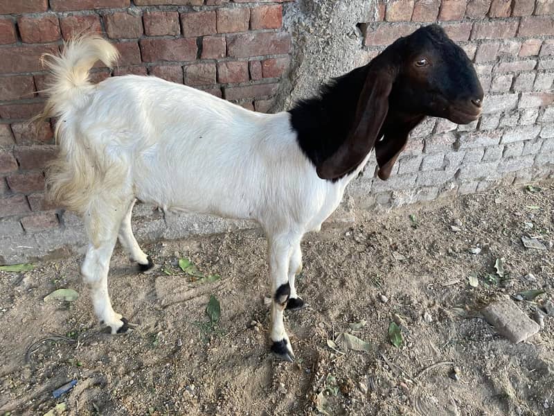 Qurbani Goat Bakra Sindhi Goat Donda Khassi Cow Desi Qurbani - Goats ...