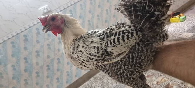 Egyptian fayoumi Hen - Hens - 1102395720