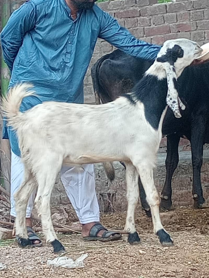 2025 Ki Qurbani Ka Liye 2 Dant Bakra Sake - Goats - 1102412275