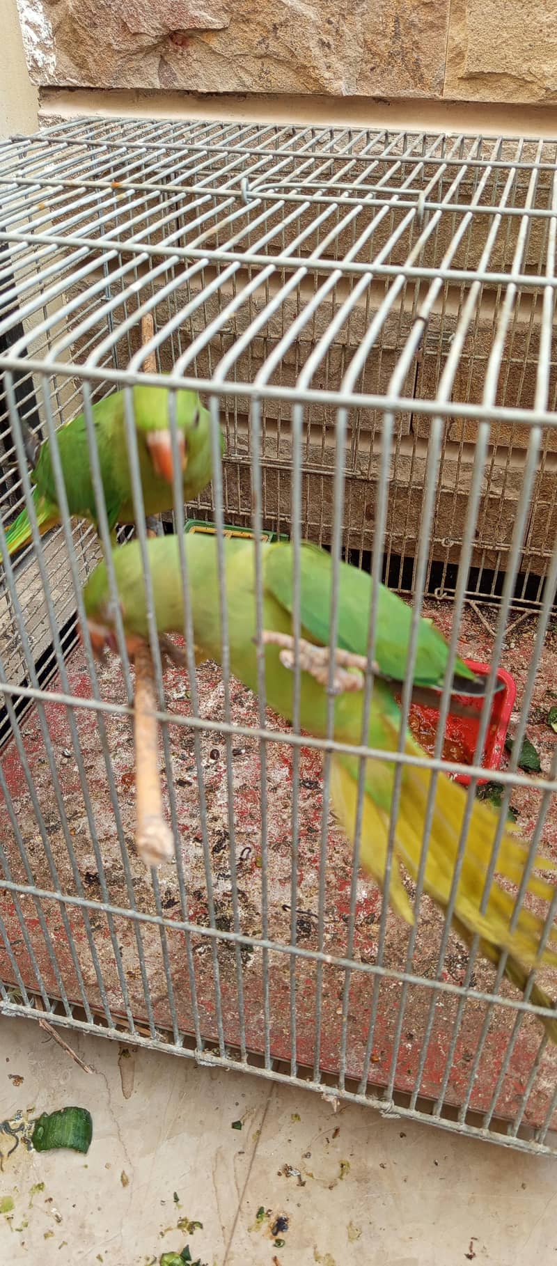 Green Ringneck 2 Month Chicks - Parrots - 1102430151
