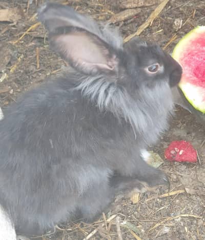 fancy rabbits - Rabbits - 1102441281