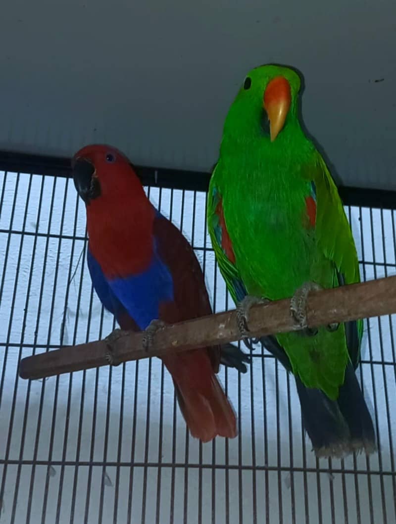 grand eclectus confirm breeder pair - Parrots - 1102447725