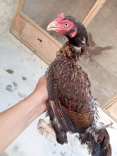 Asel sindhi - Hens - 1102455433