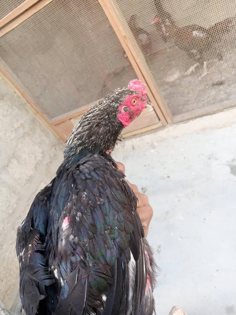 Asel sindhi - Hens - 1102455433
