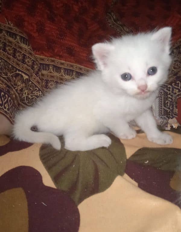 newborn persian kitten - Cats - 1102188750