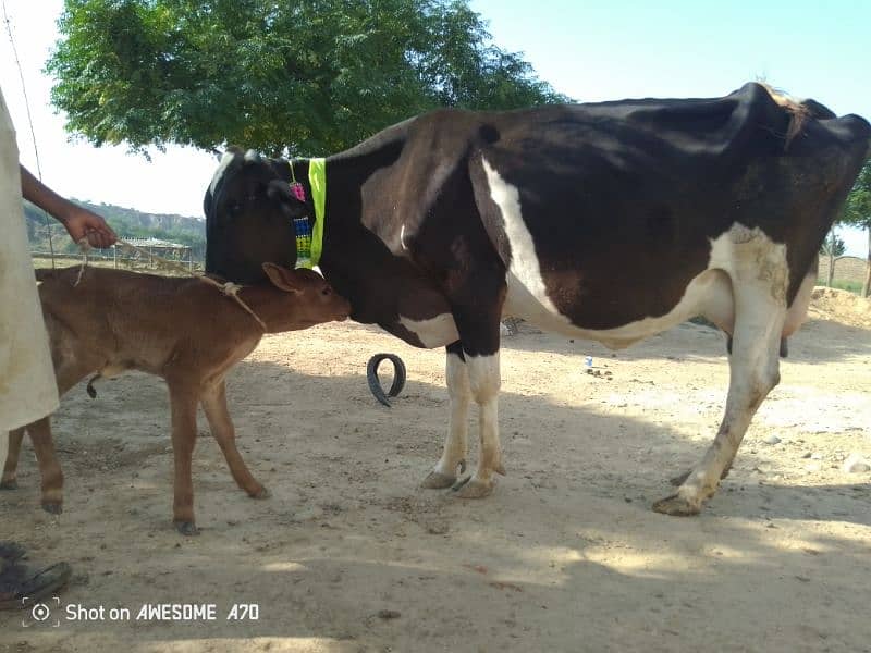 Frizan cow 18 kg doodh. . - Cows - 1102525162