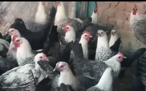 Egyptian Fayoumi pure - Hens - 1102566372