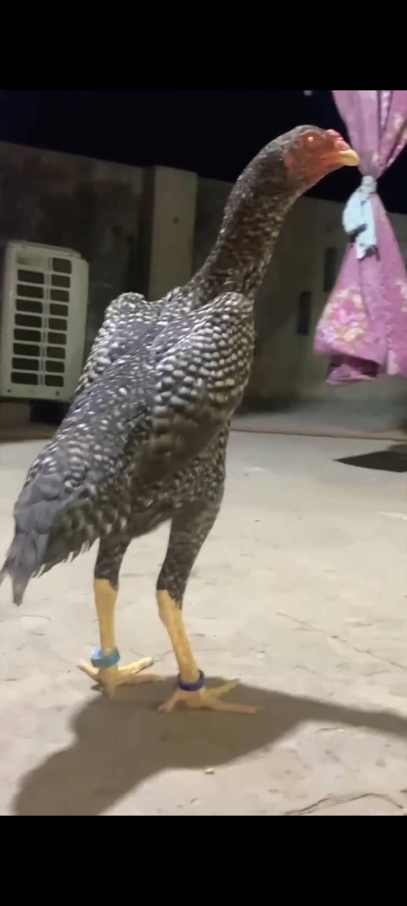 Aseel Shamo Chicks | o Shamo | German Shamo chicks for sale - Hens ...