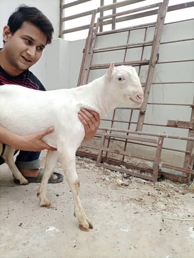 Tedda Breeder Kid Pure Bloodline Of Sultan - Goats - 1100466408