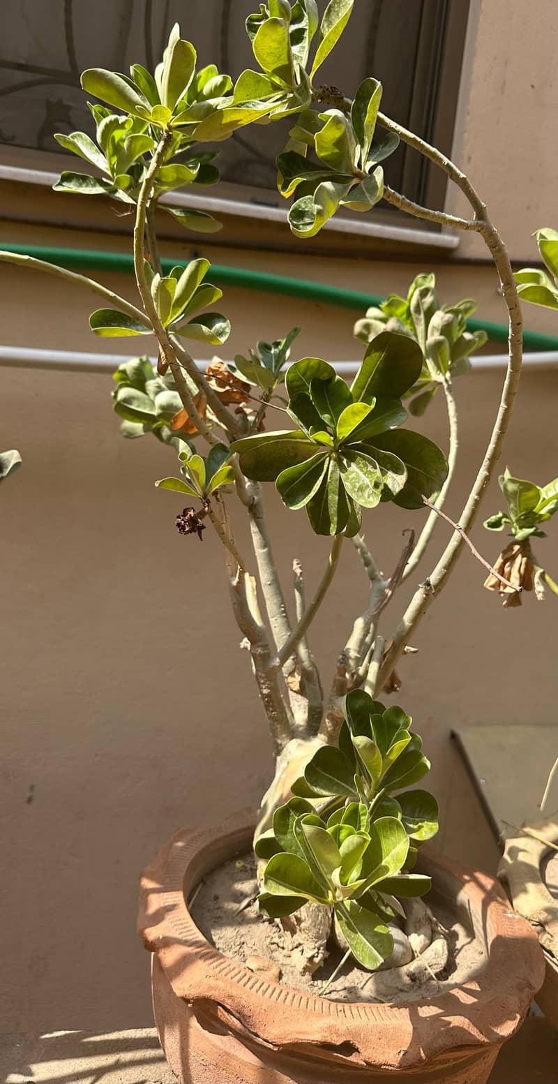 Adeniums plants - Plants & Pots - 1084376538