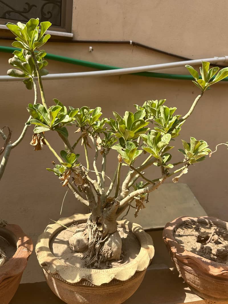 Adeniums plants - Plants & Pots - 1084376538