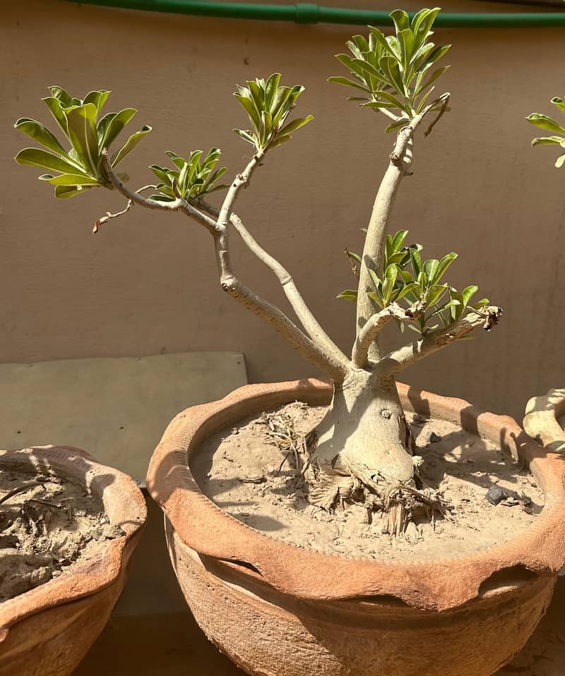 Adeniums plants - Plants & Pots - 1084376538