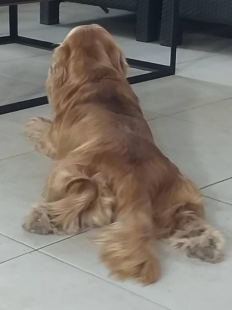 English Cocker Spaniel, Female Puppy+Parents - Dogs - 1102650797