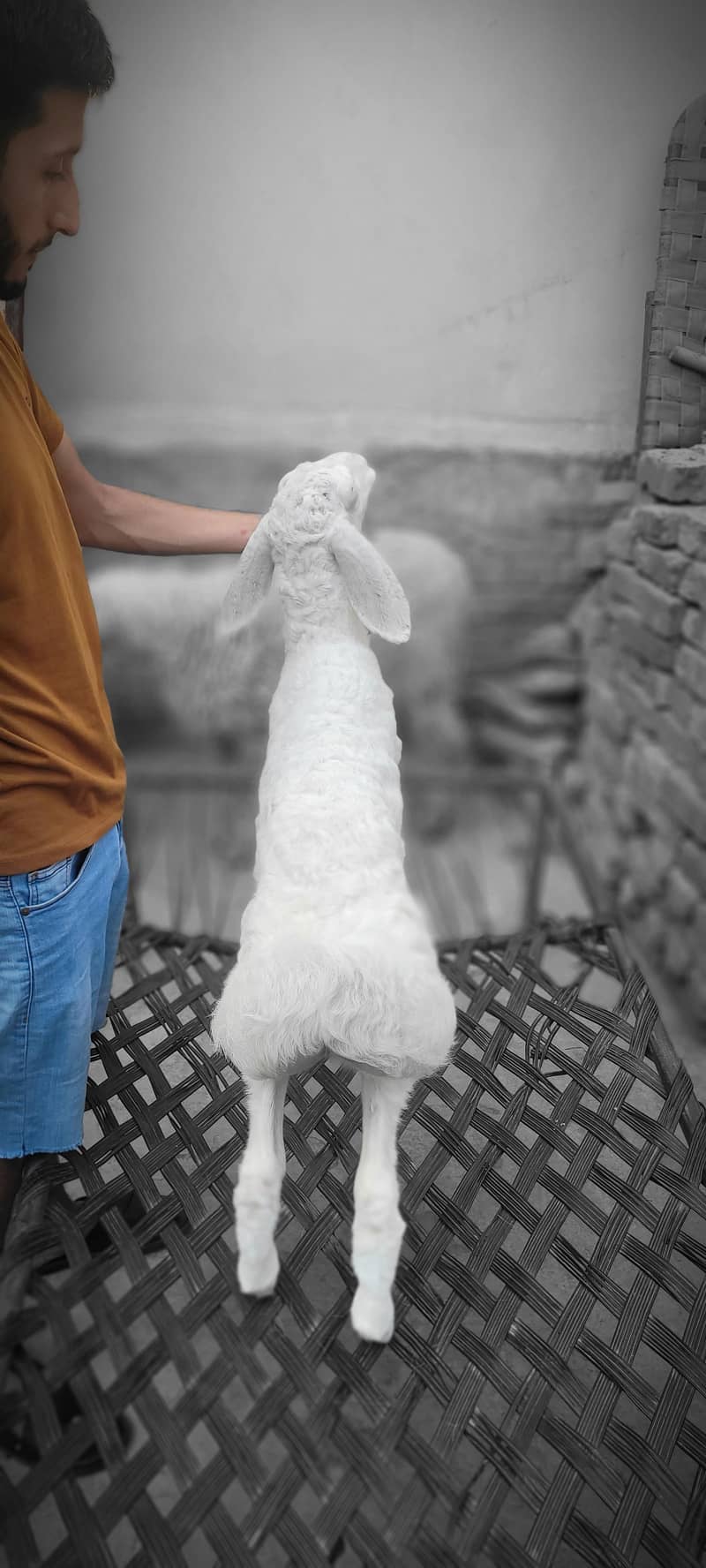 White Dumba | For Sale - Sheep - 1102766453