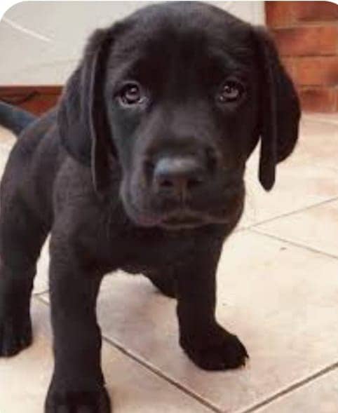 Labra | Puppies | labrador| Black Labra Puppy | Labra Female , Male ...
