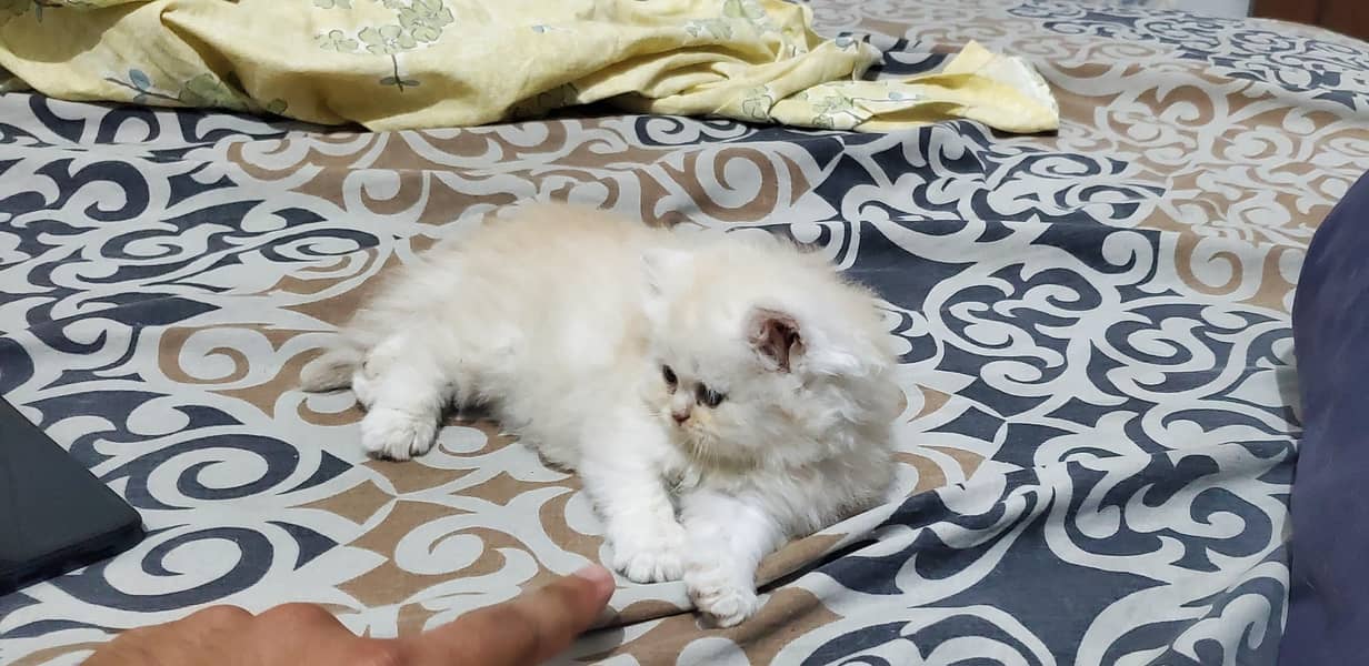 Punch Face Kitten - Cats - 1102816468