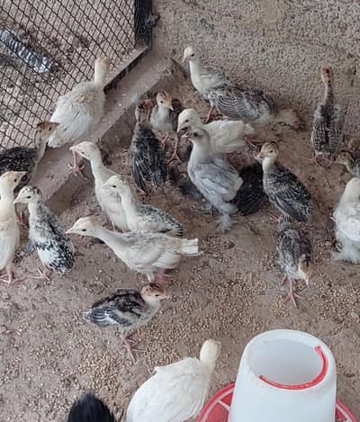 Turkey Chicks For Sale Home Breed - Other Birds - 1101789161