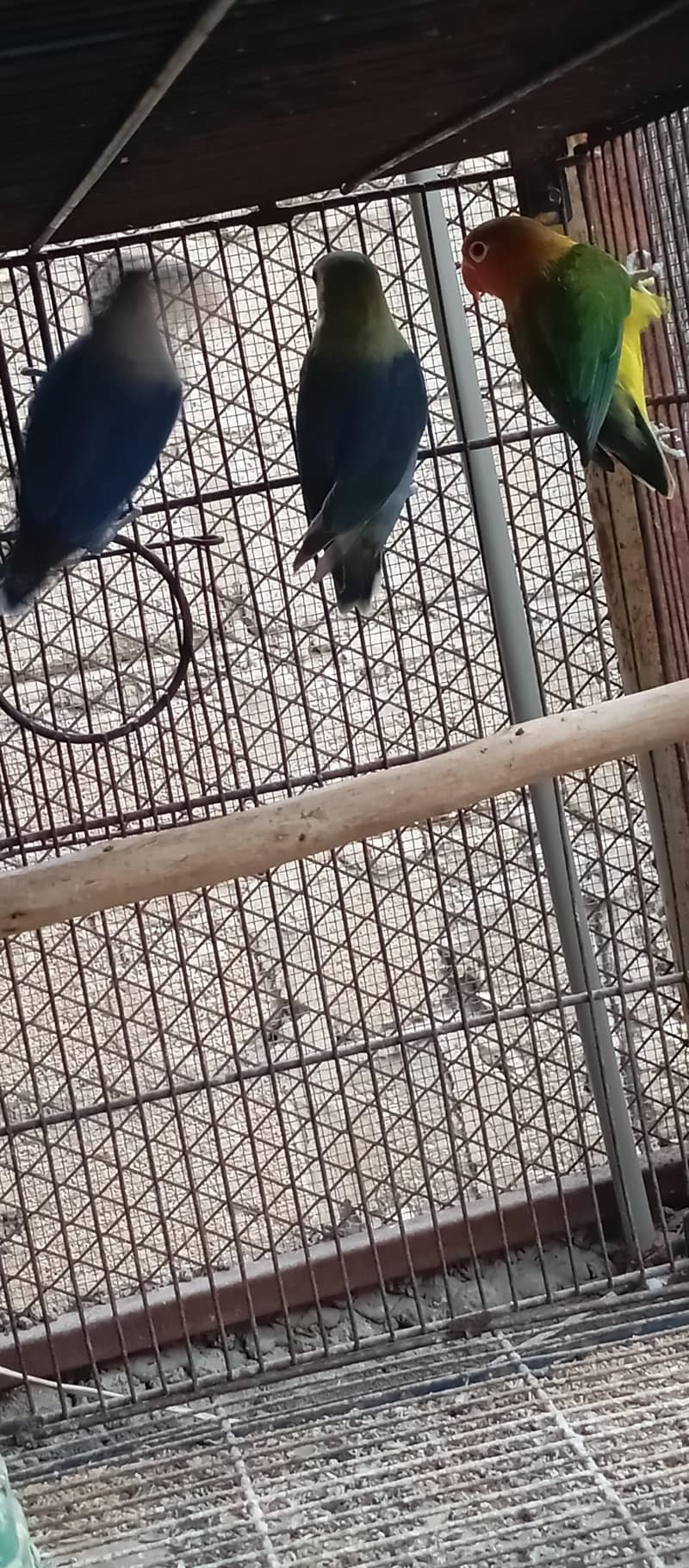 lovebirds albino creamino decino 8 portion cage - Parrots - 1102838779