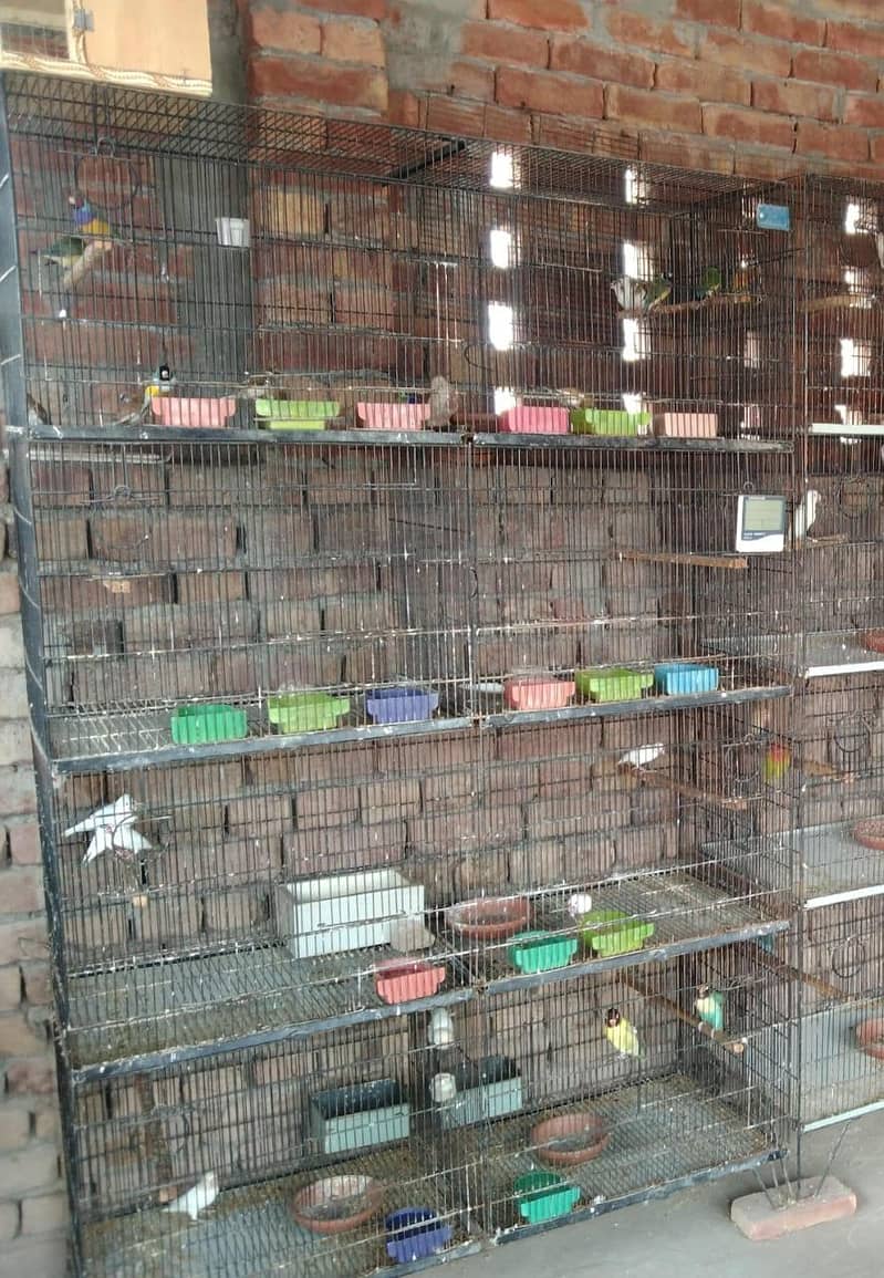 Cage and Fawan java breeder and Adult pairs - Parrots - 1102871833