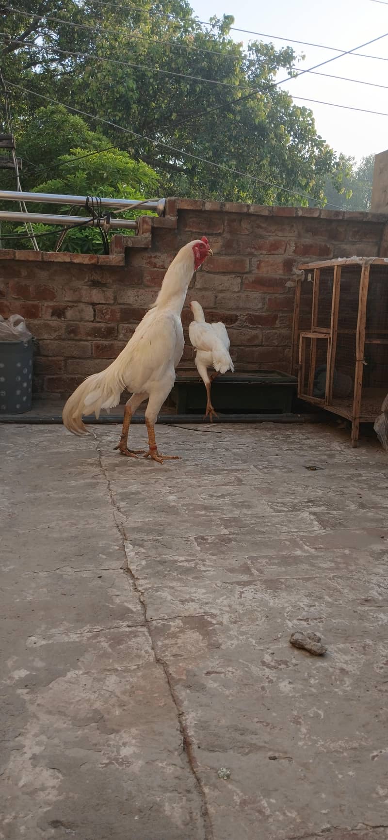SHAMO | WHITE SHAMO | KING SHAMO CHICKS | JAPANESE SHAMO - Hens ...