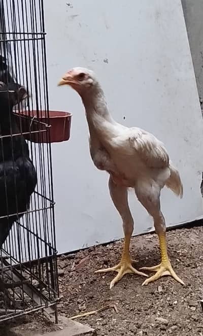 Shamo German | White Shamo | Shamo Chicks | King Shamo | Shamo Aseel ...