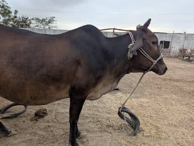 9 Month Gaban cow for Sale - Cows - 1102979750
