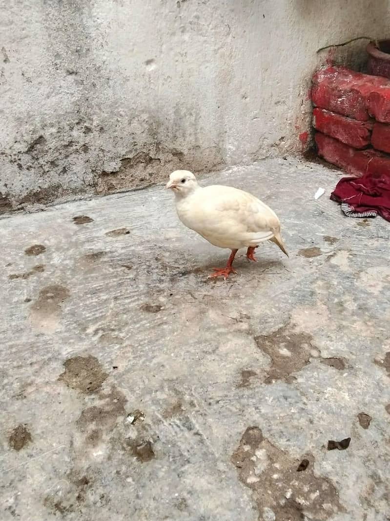 goray teetar White colour available Rawalpindi westridge male - Other ...