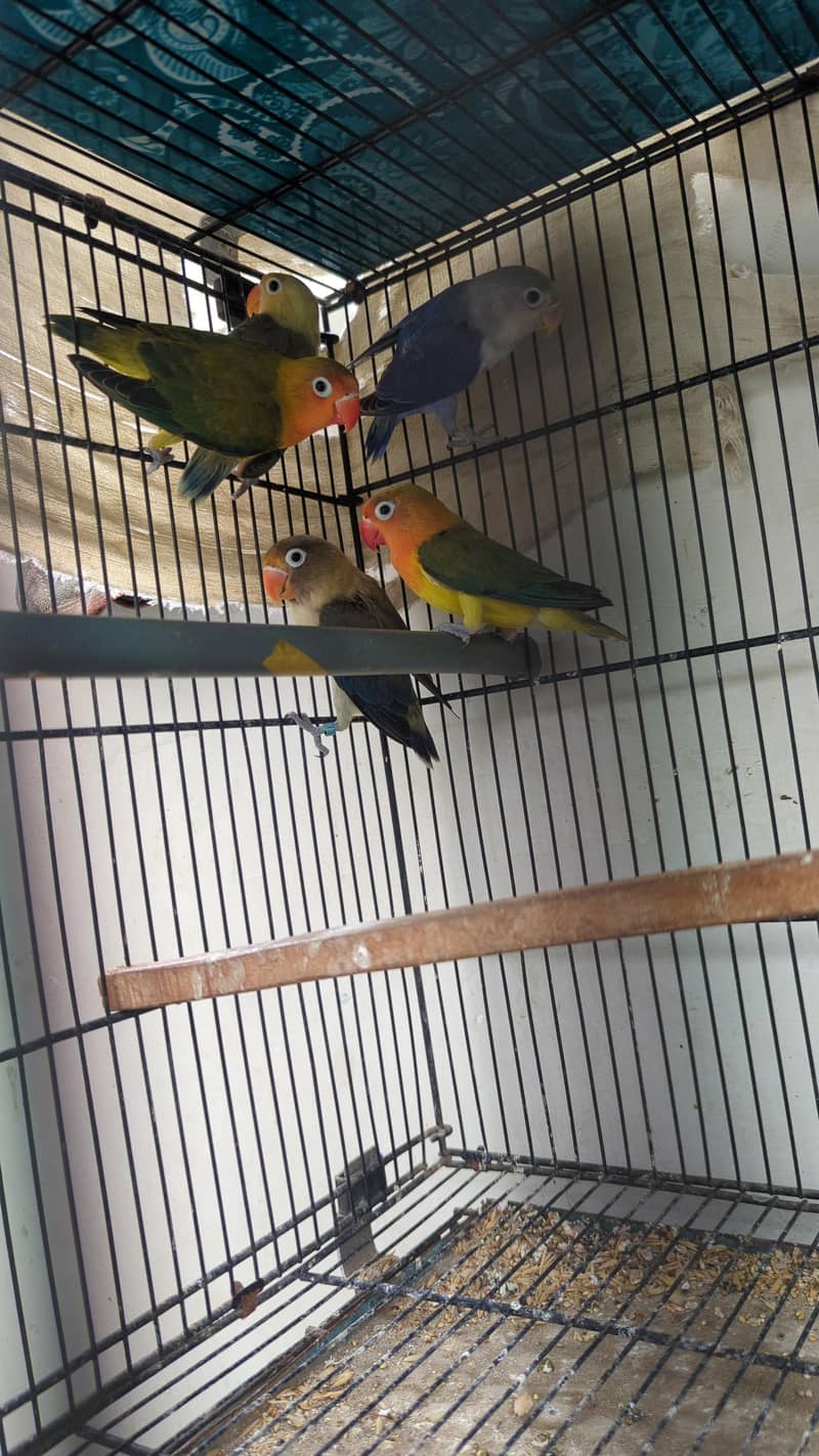 parblue green pf ino opline - Parrots - 1102987654