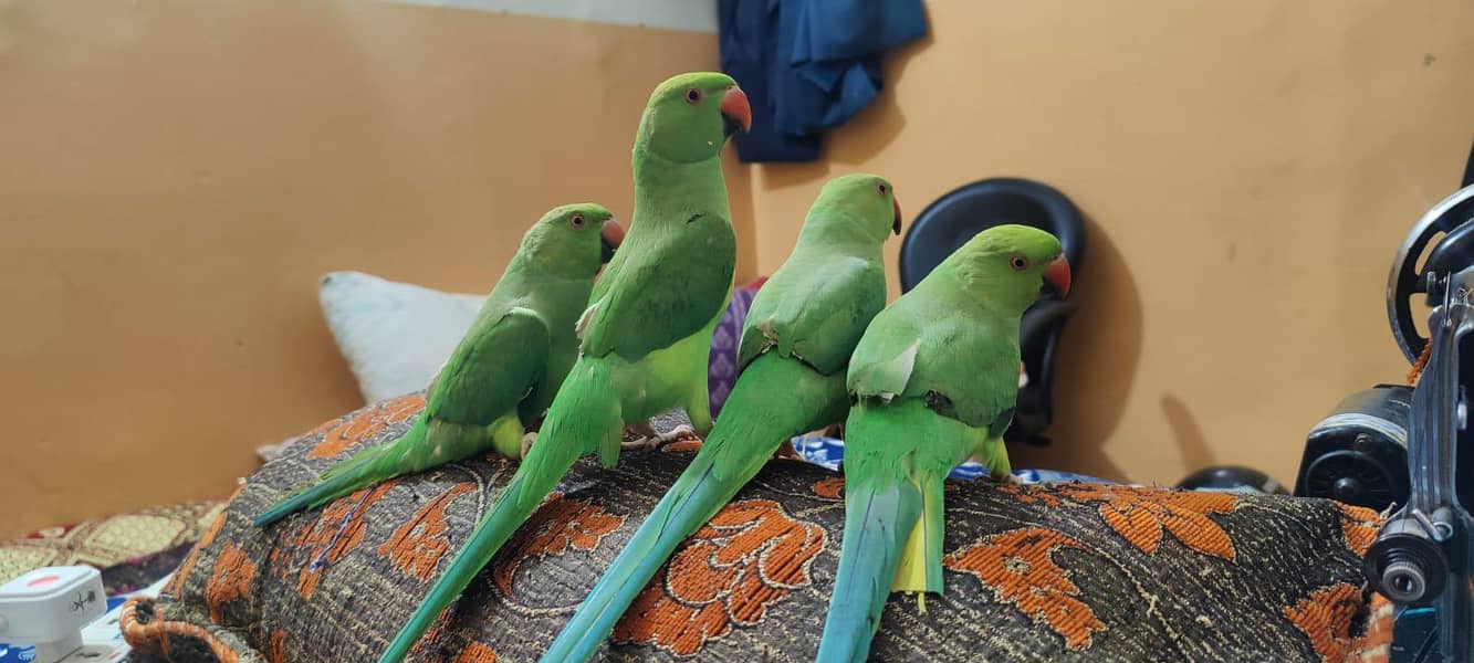 Raw parrots chicks | bird Chicks | blue parrot | طوطا | yellow birds ...
