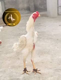 shamo |white shamo |german shamo chicks |Fertile Eggs |king size shamo ...
