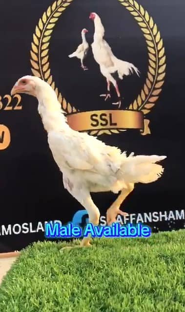 shamo |white shamo |german shamo chicks |Fertile Eggs |king size shamo ...