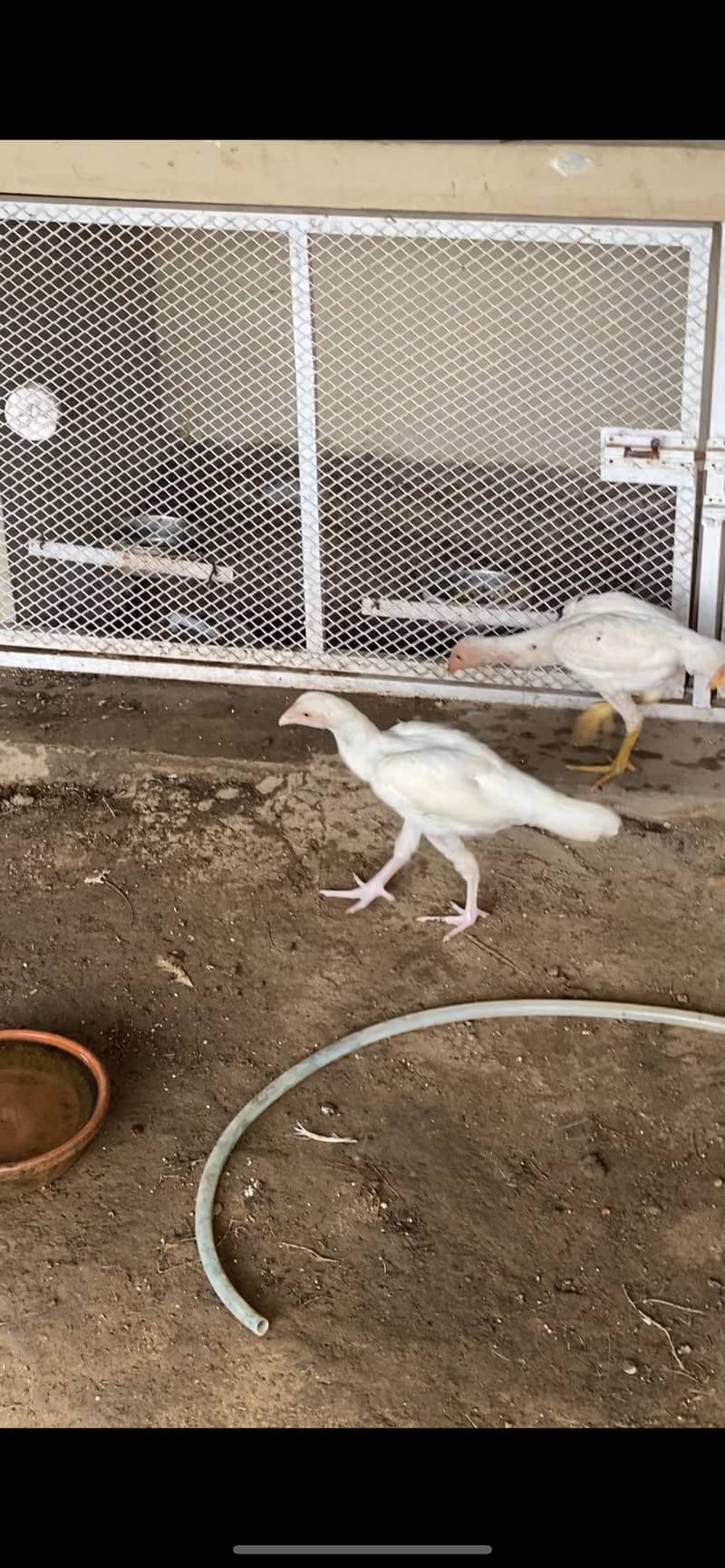 Aseel heera chicks pathe - Hens - 1103084324