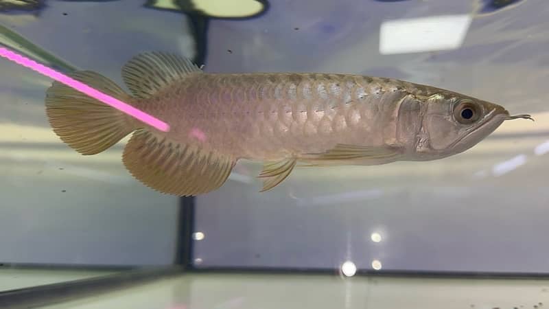 Rare Arowanas - Fish - 1103134288